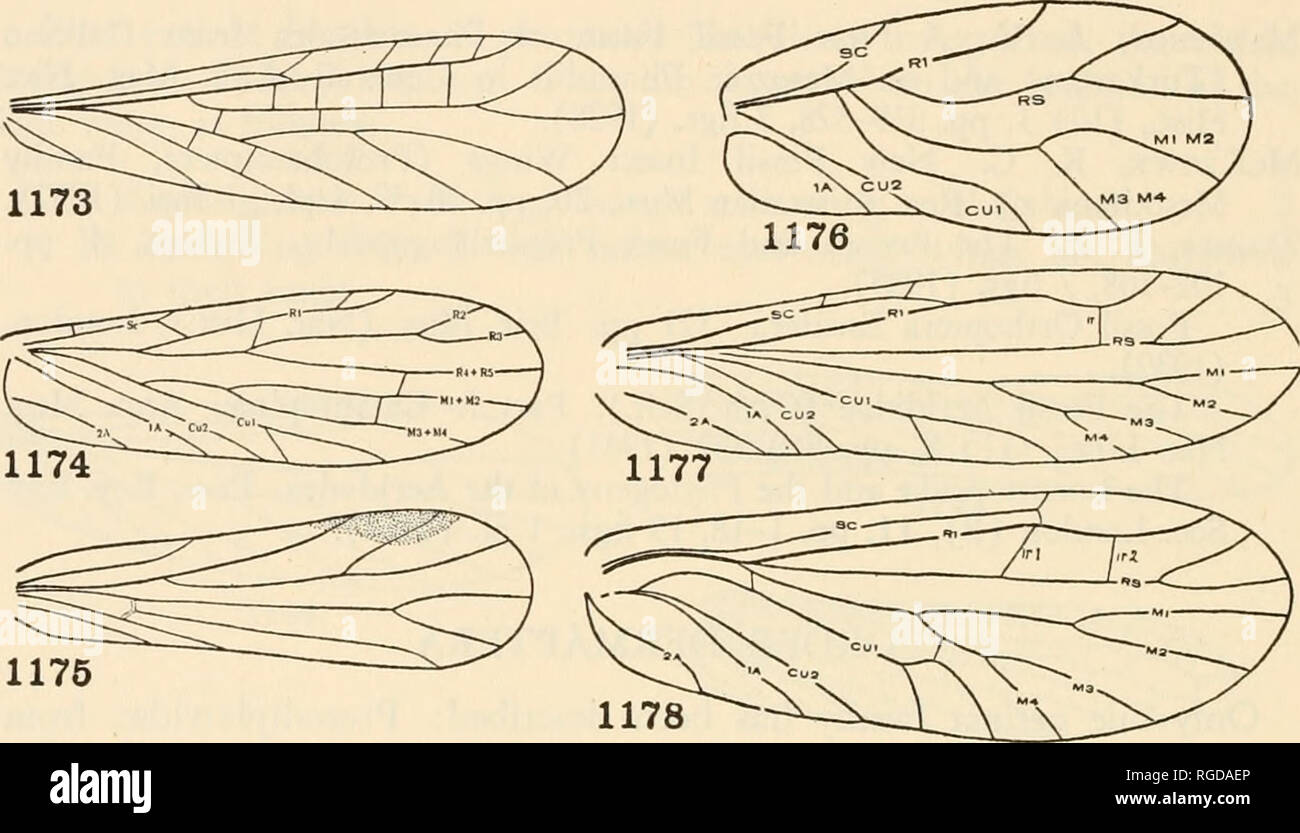 Order isoptera hi-res stock photography and images - Alamy