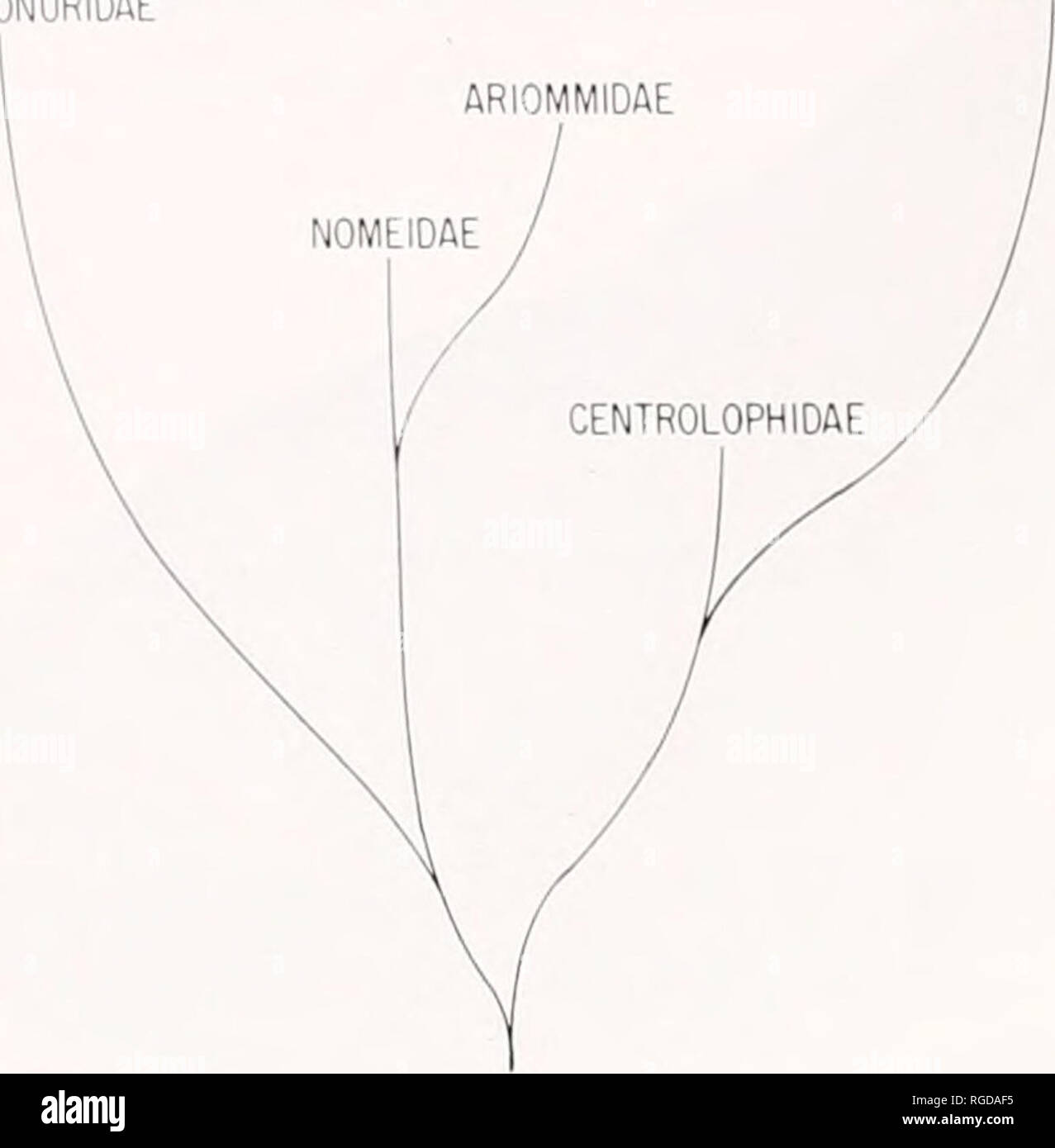. Bulletin of the Museum of Comparative Zoology at Harvard College ...