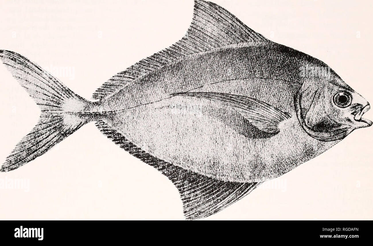 Apolectus stromateus hi-res stock photography and images - Alamy