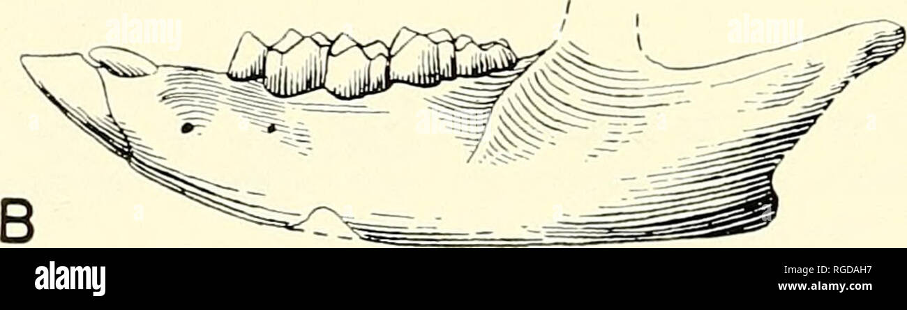 Ramus of mandible hi-res stock photography and images - Alamy