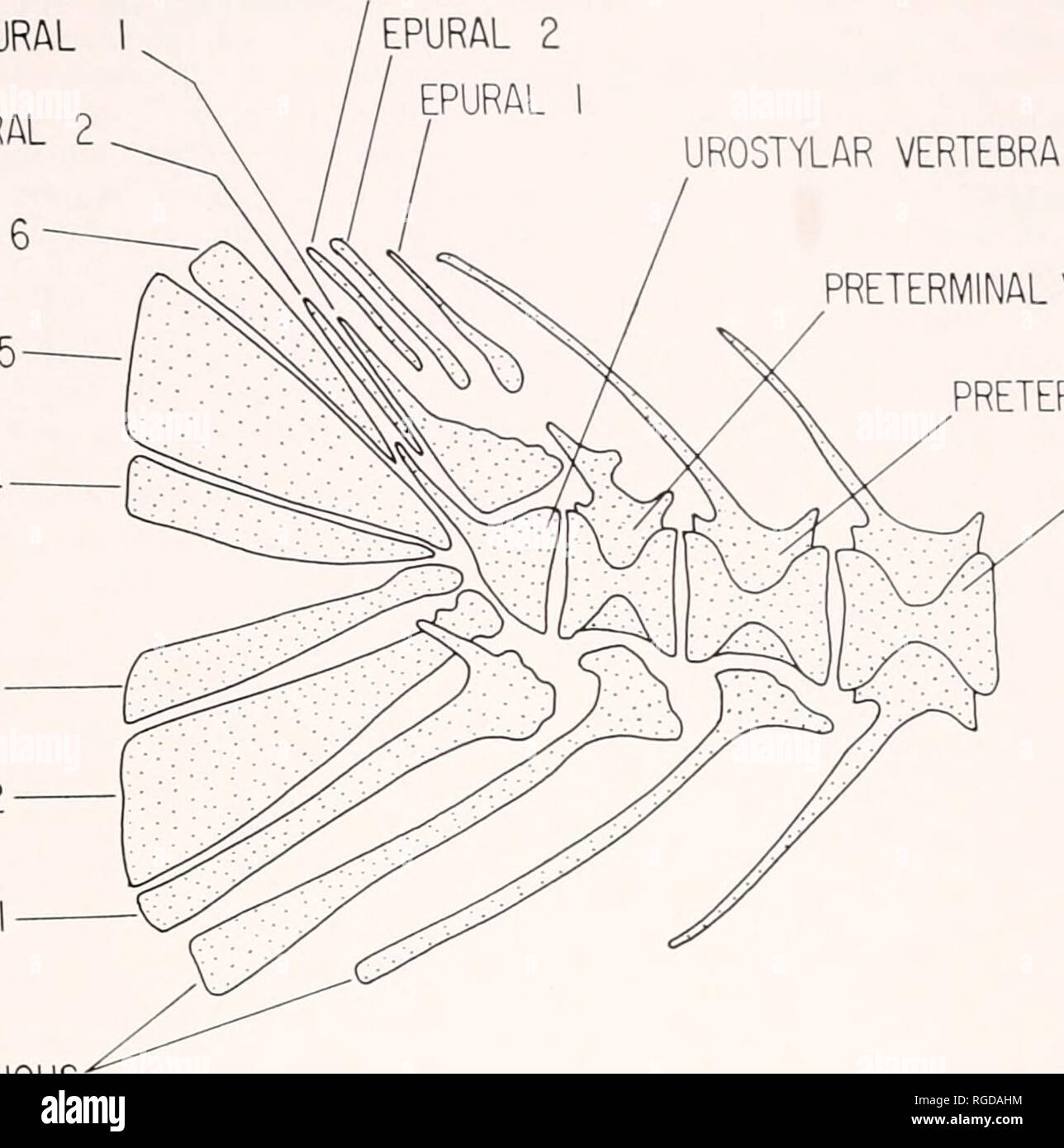 . Bulletin of the Museum of Comparative Zoology at Harvard College ...