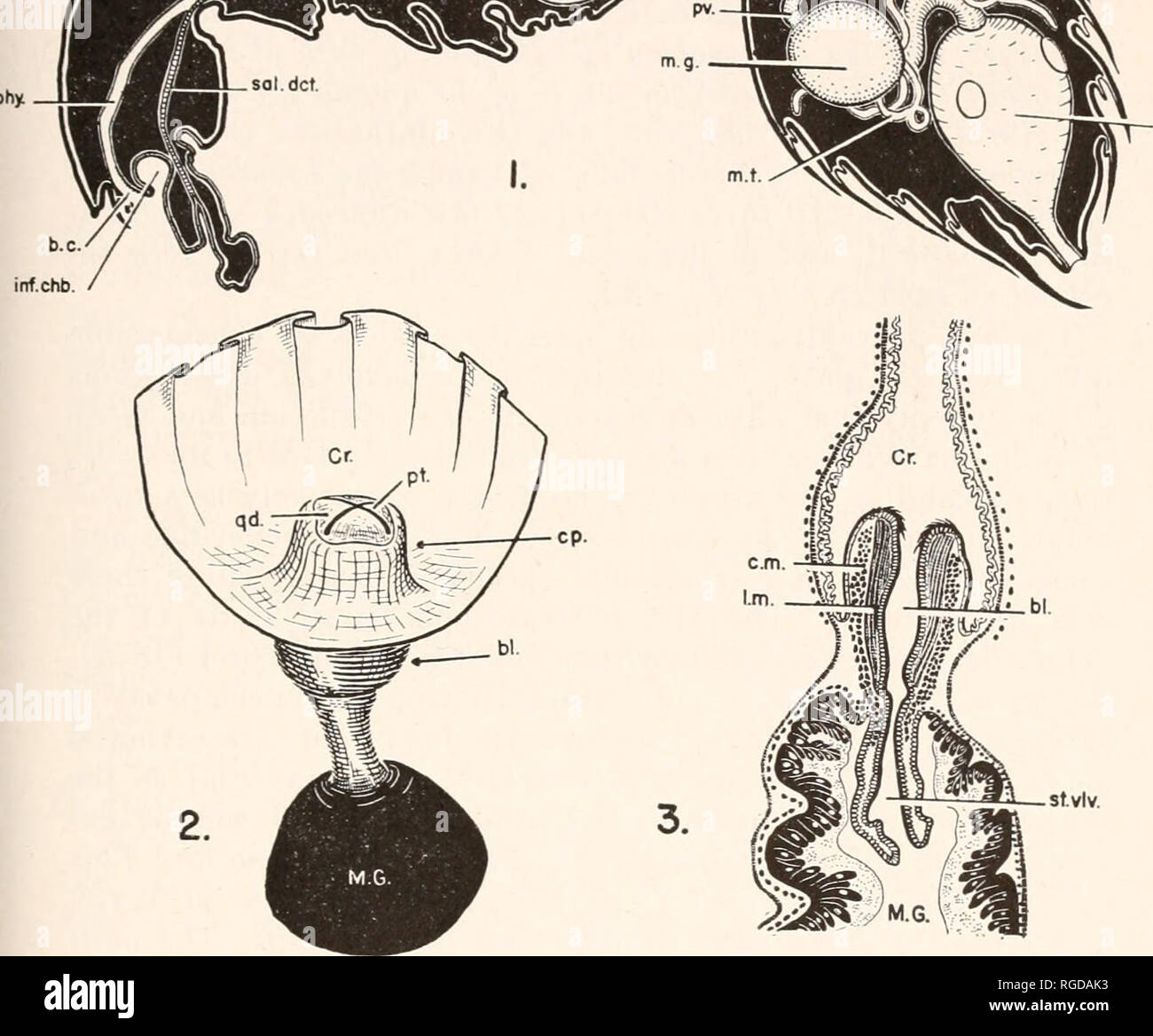 . Bulletin of the Museum of Comparative Zoology at Harvard College ...