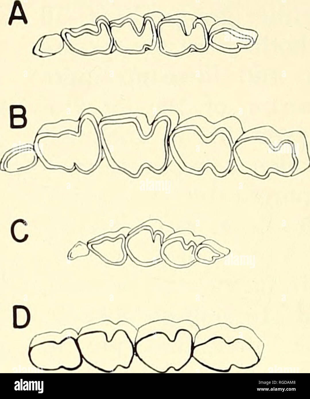 Parodii hi-res stock photography and images - Alamy