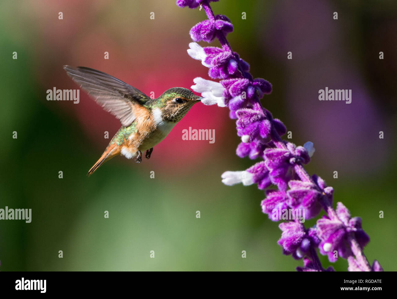 Volcano hummingbird hi-res stock photography and images - Alamy