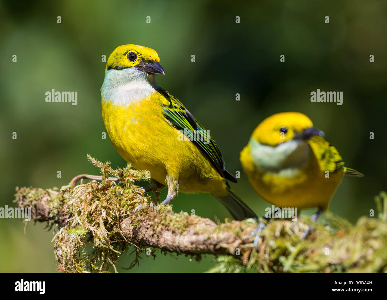 Silver throated tanagers hi-res stock photography and images - Alamy