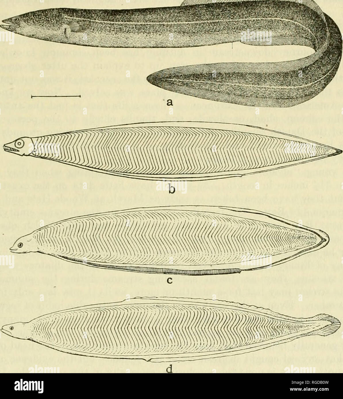 Anguilla rostrata hi-res stock photography and images - Alamy