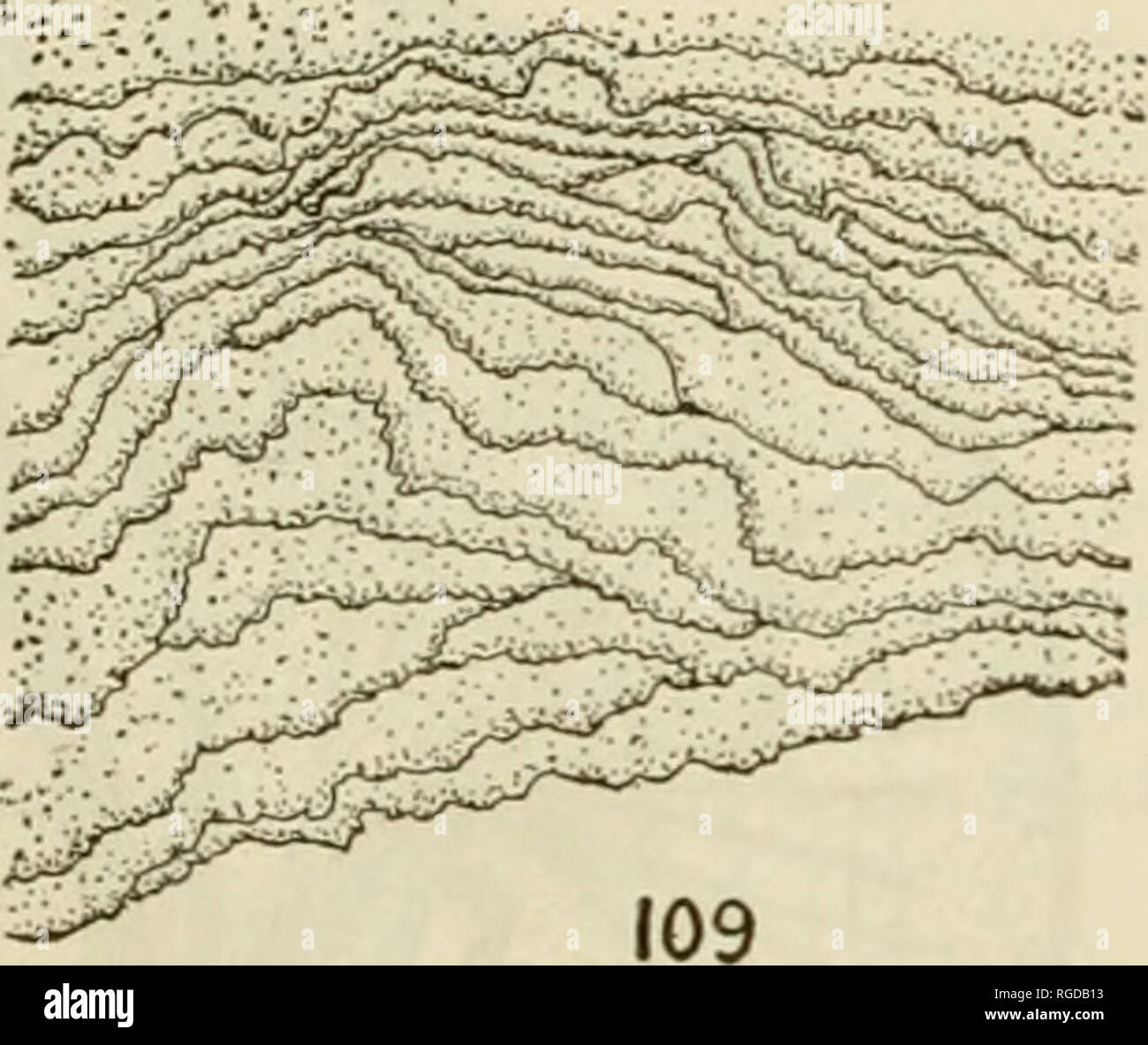 (lamellae or lamella) and fish hi-res stock photography and images - Alamy