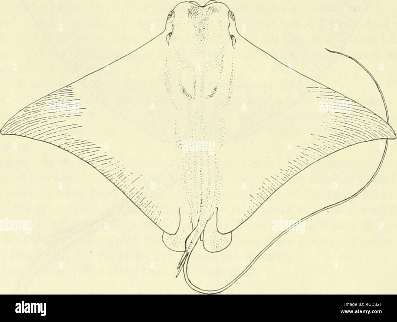 Cow nosed ray hi-res stock photography and images - Alamy