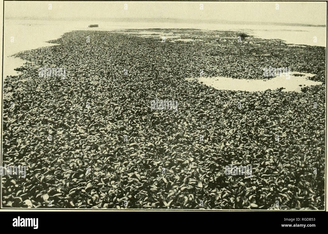 Mussel Byssus High Resolution Stock Photography and Images - Alamy