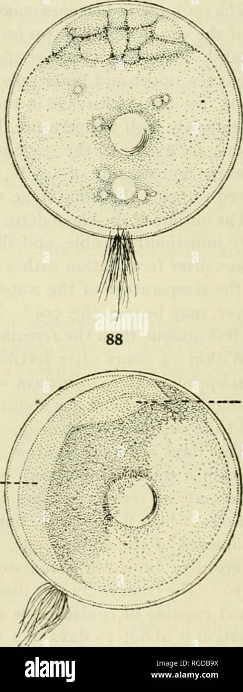 32 cell stage hi-res stock photography and images - Alamy