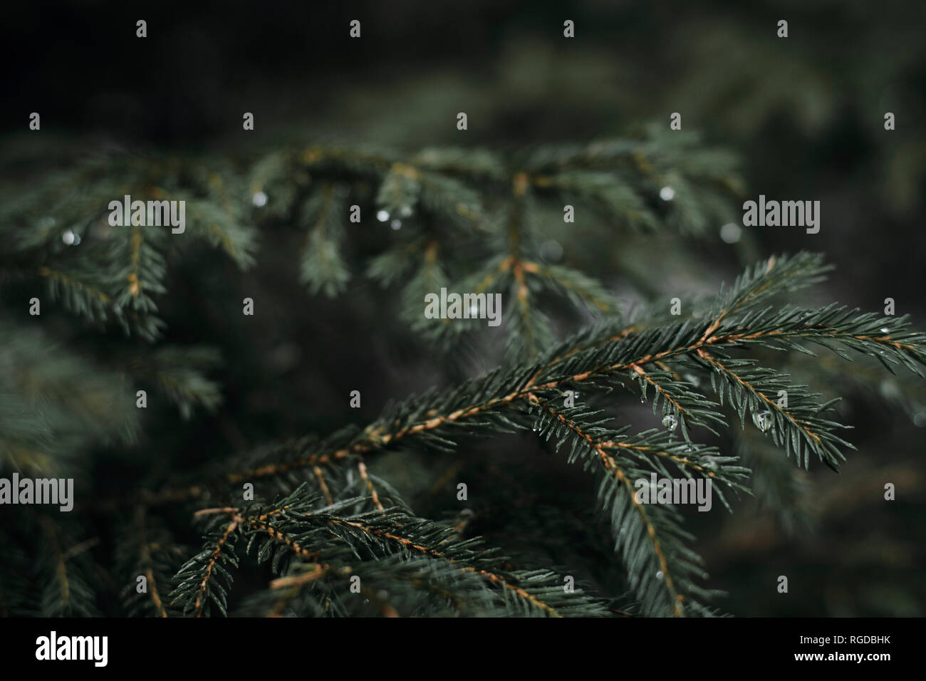 Bulgaria pine tree hi-res stock photography and images - Alamy