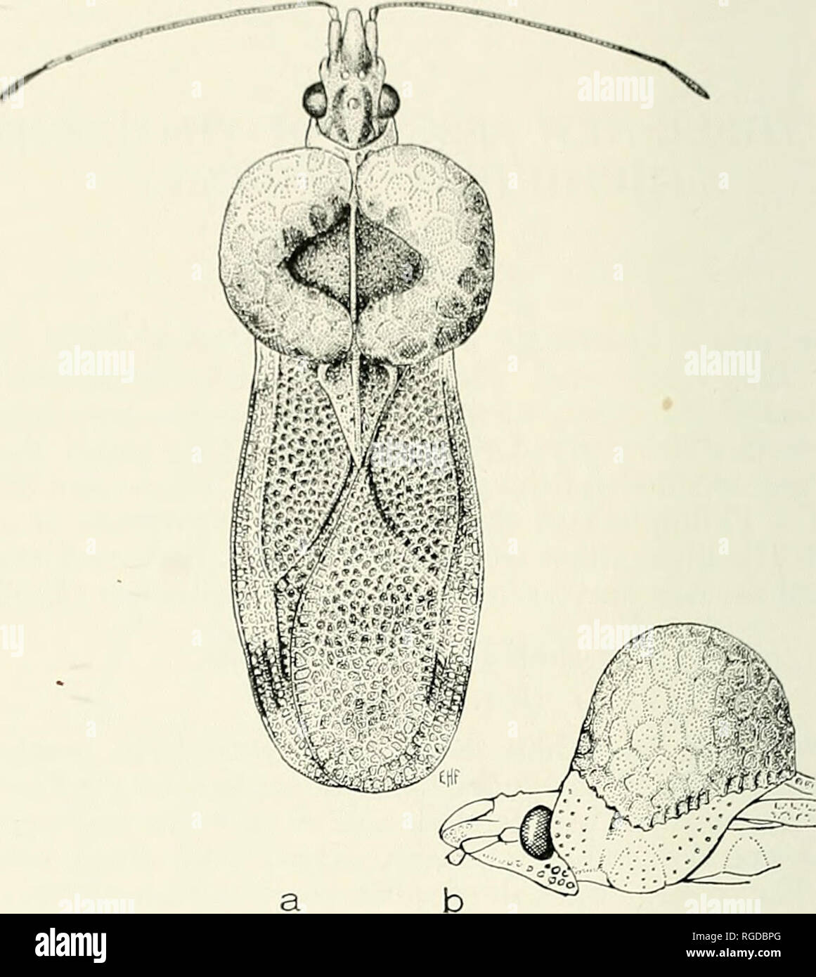 Biseriate hi-res stock photography and images - Alamy