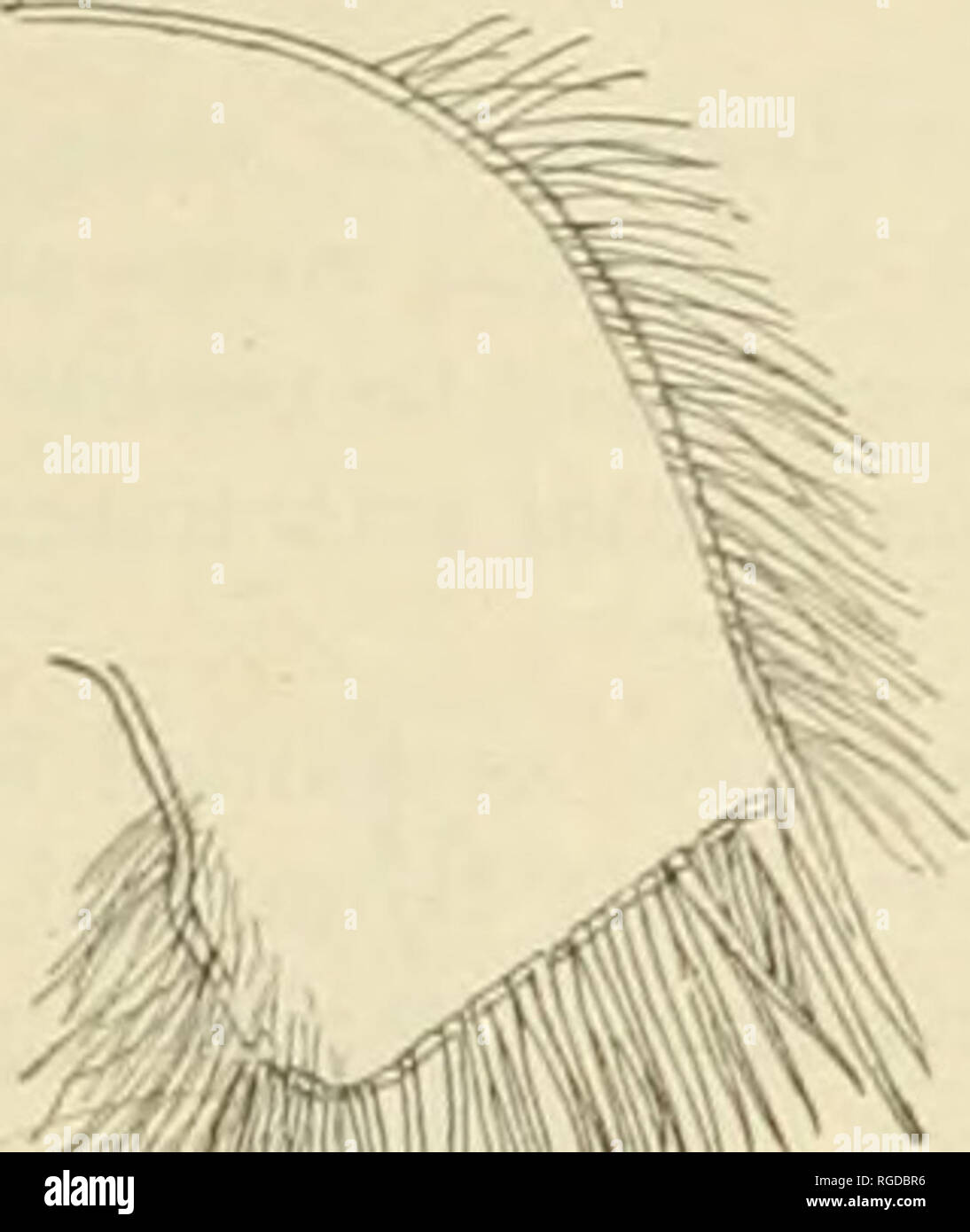 Balanus sp hi-res stock photography and images - Alamy