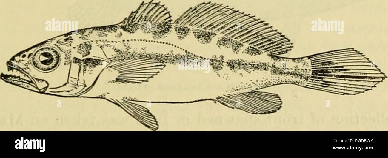 Prominent fins hi-res stock photography and images - Alamy