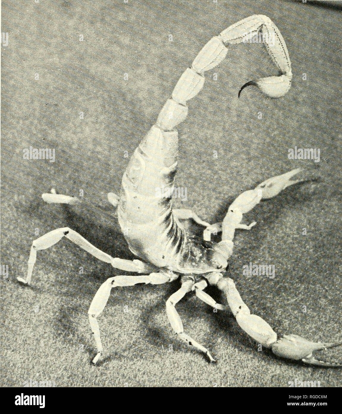 Snake eat lizard hi-res stock photography and images - Alamy