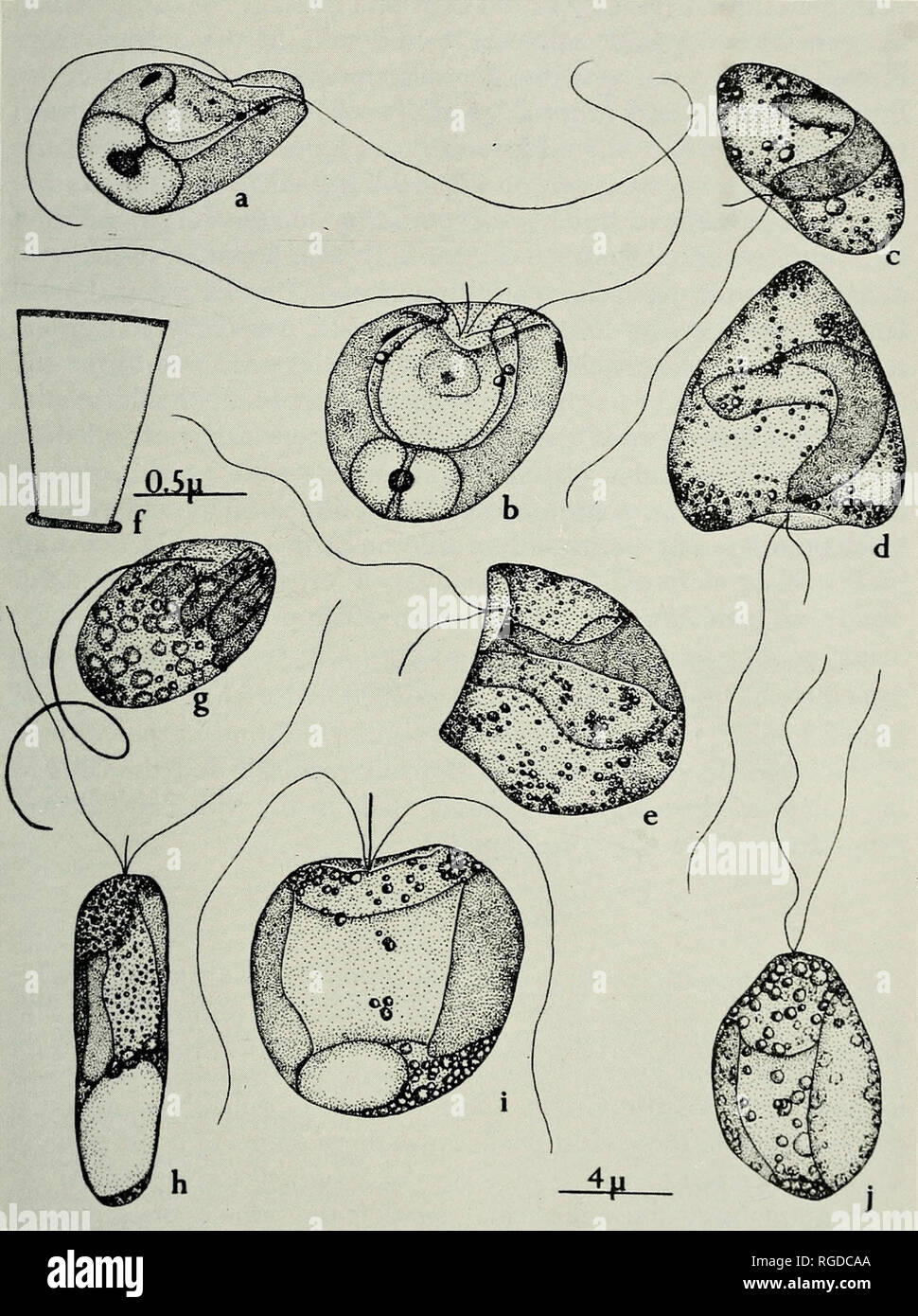Ochromonas sp hi-res stock photography and images - Alamy