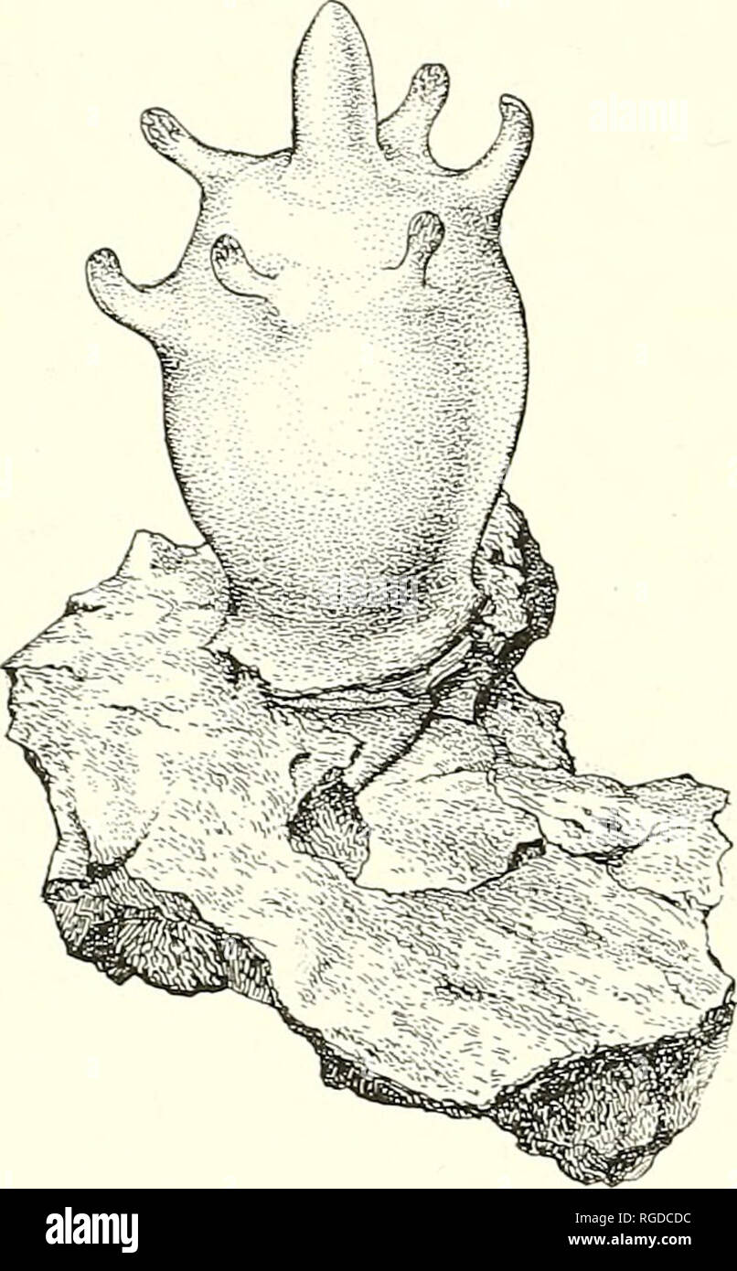 Hatchi hi-res stock photography and images - Alamy