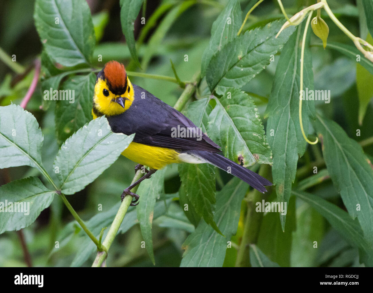 Myioborus torquatus hi-res stock photography and images - Alamy