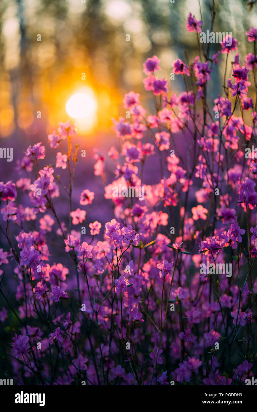 Wildflowers at sunset hi-res stock photography and images - Alamy
