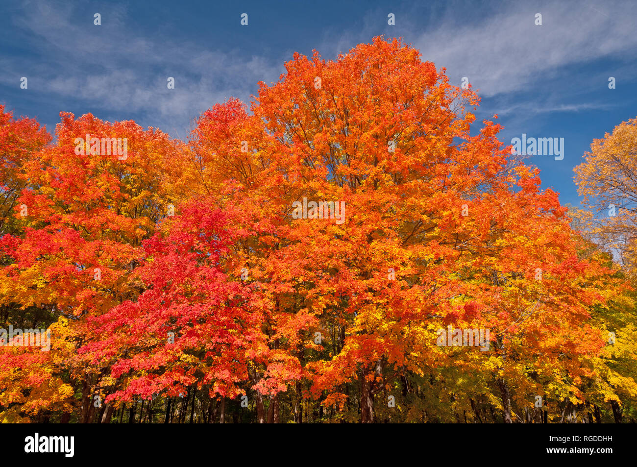 Autumn colors on Maple Trees in Brown County State Park in Indiana ...