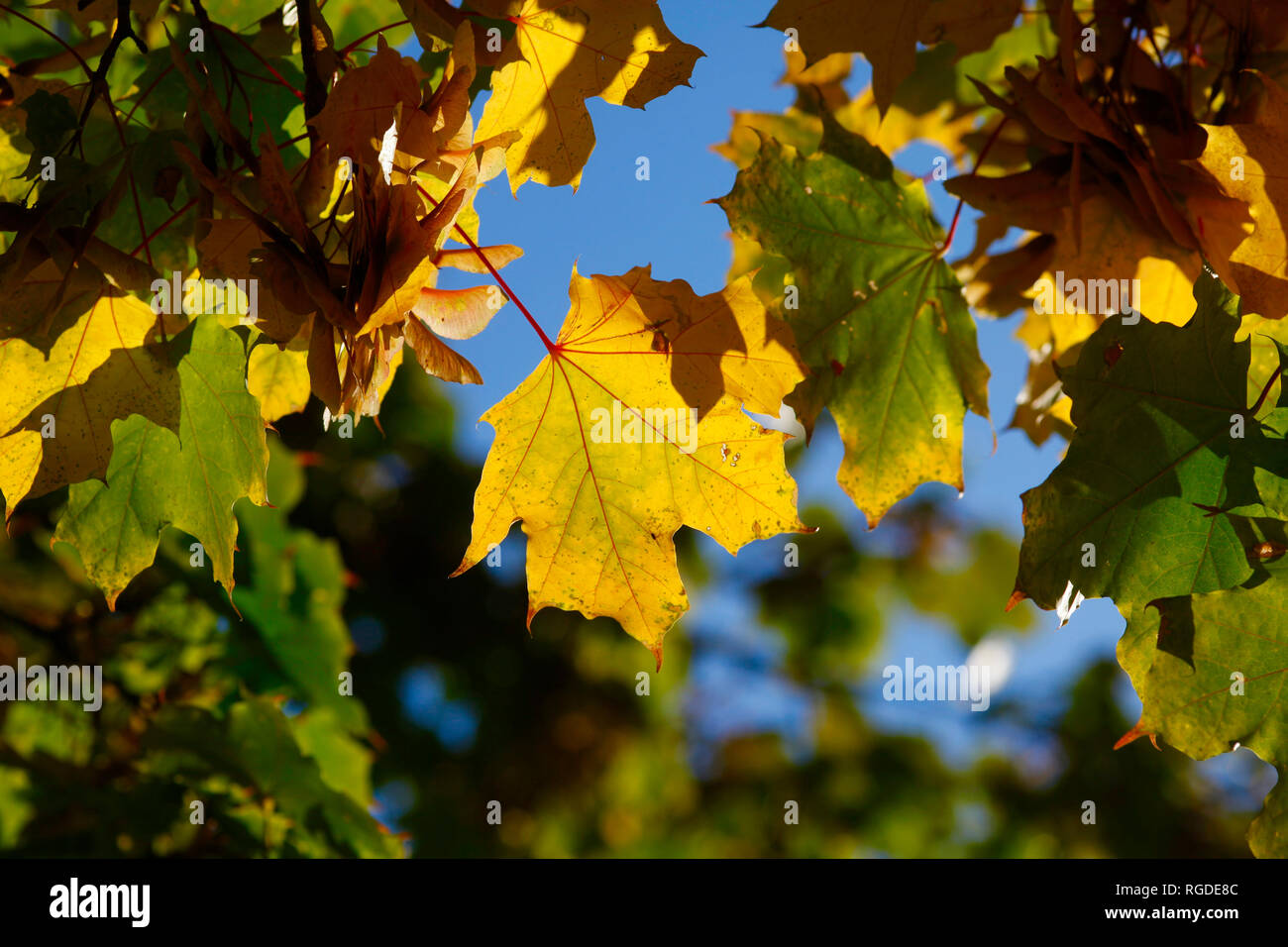 Marple leaves hi-res stock photography and images - Alamy