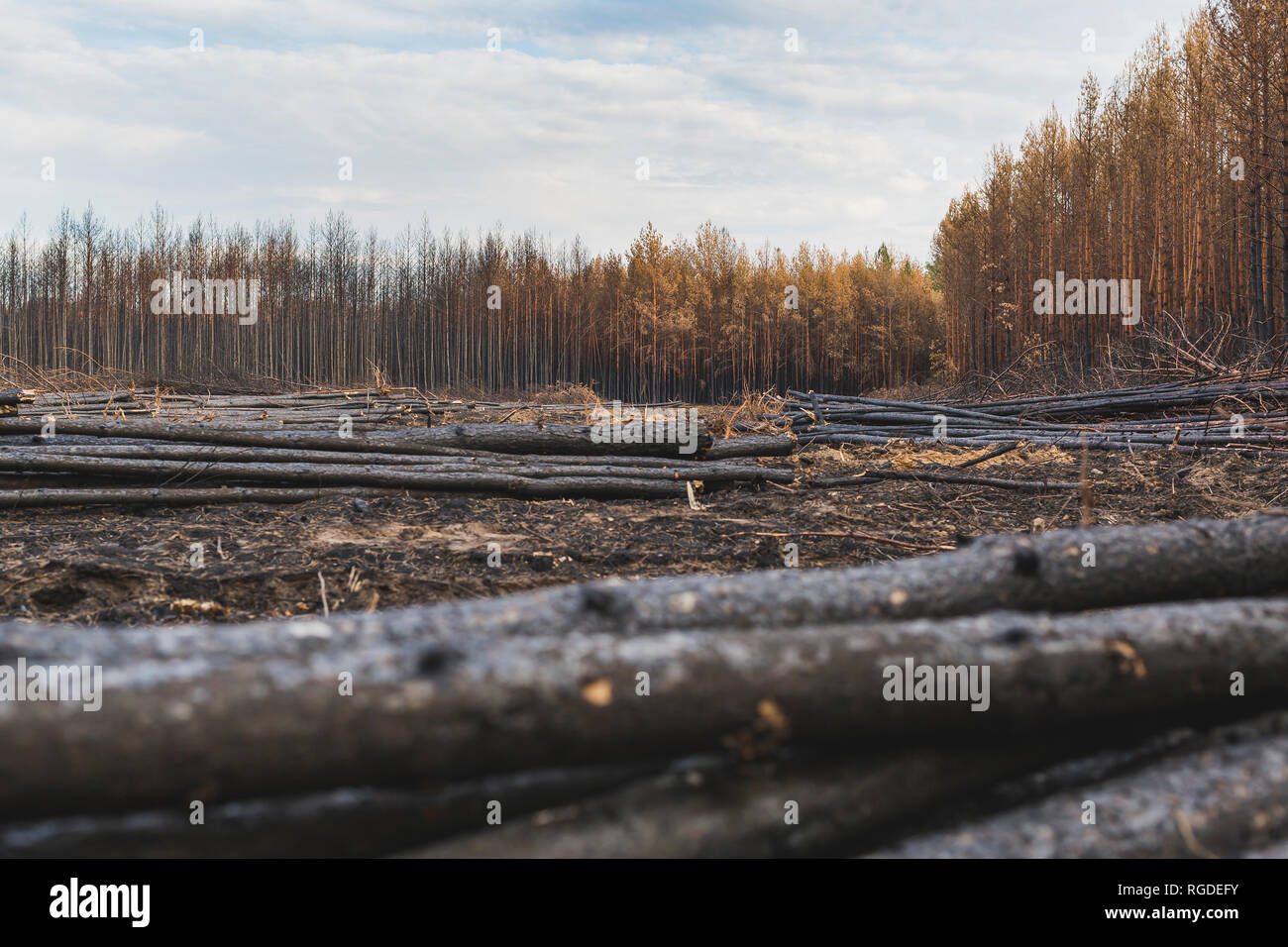 Slash and burn deforestation hi-res stock photography and images - Alamy