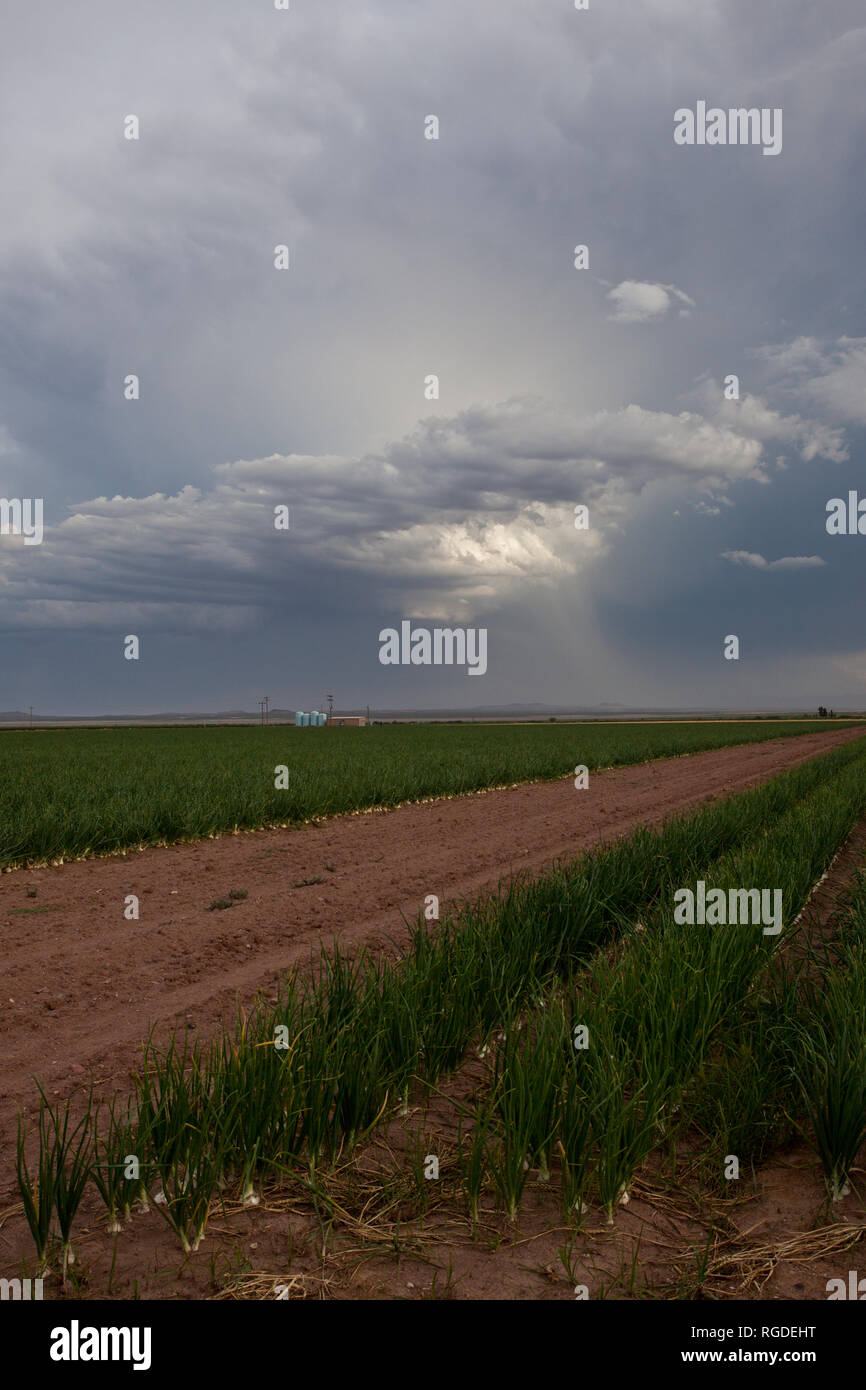 , Luna County, New Mexico, USA Stock Photo - Alamy
