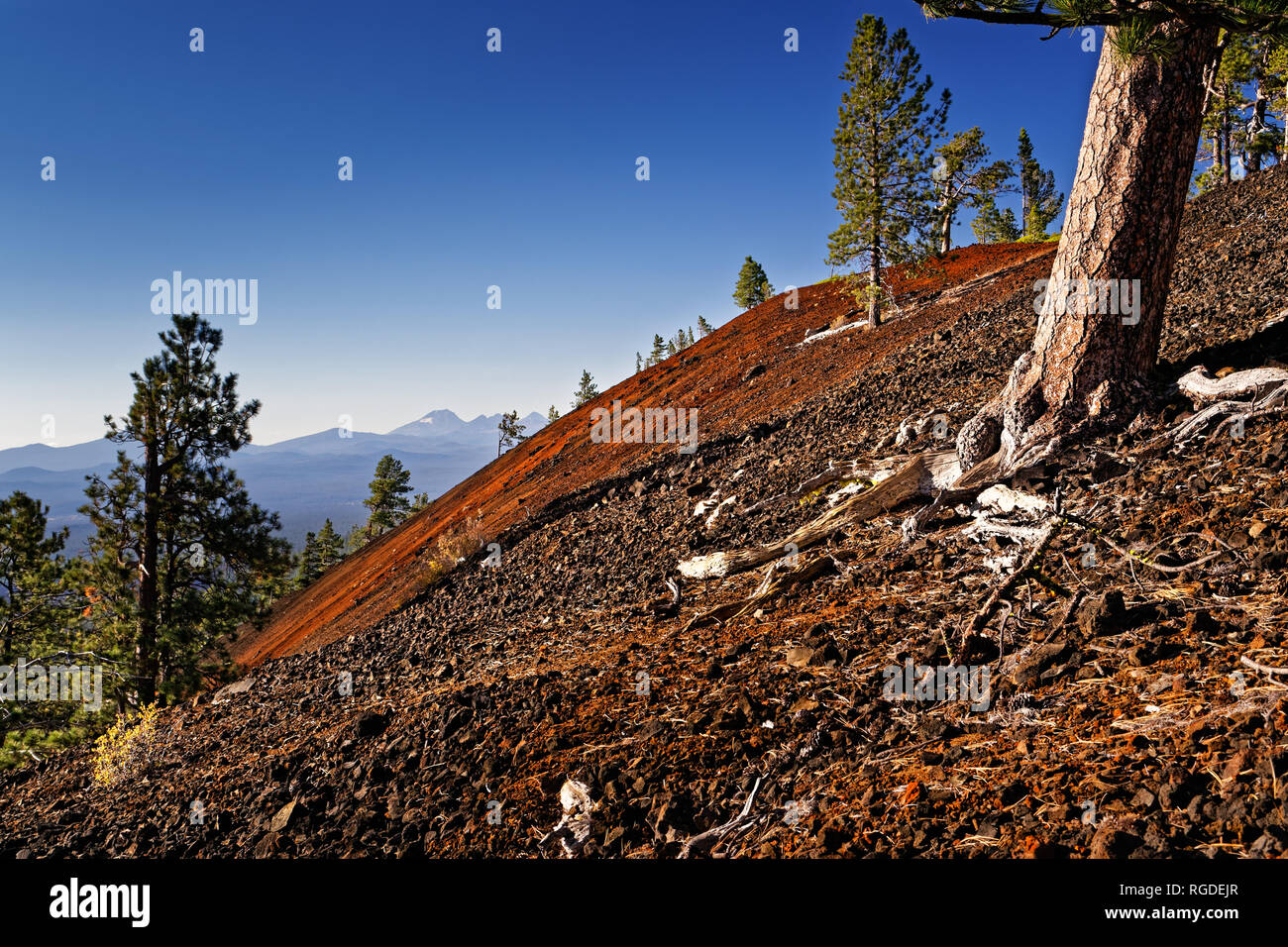 Conifer forests hi-res stock photography and images - Alamy