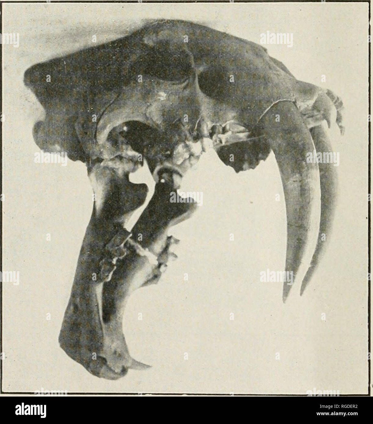 Saber tooth tigers hi-res stock photography and images - Alamy