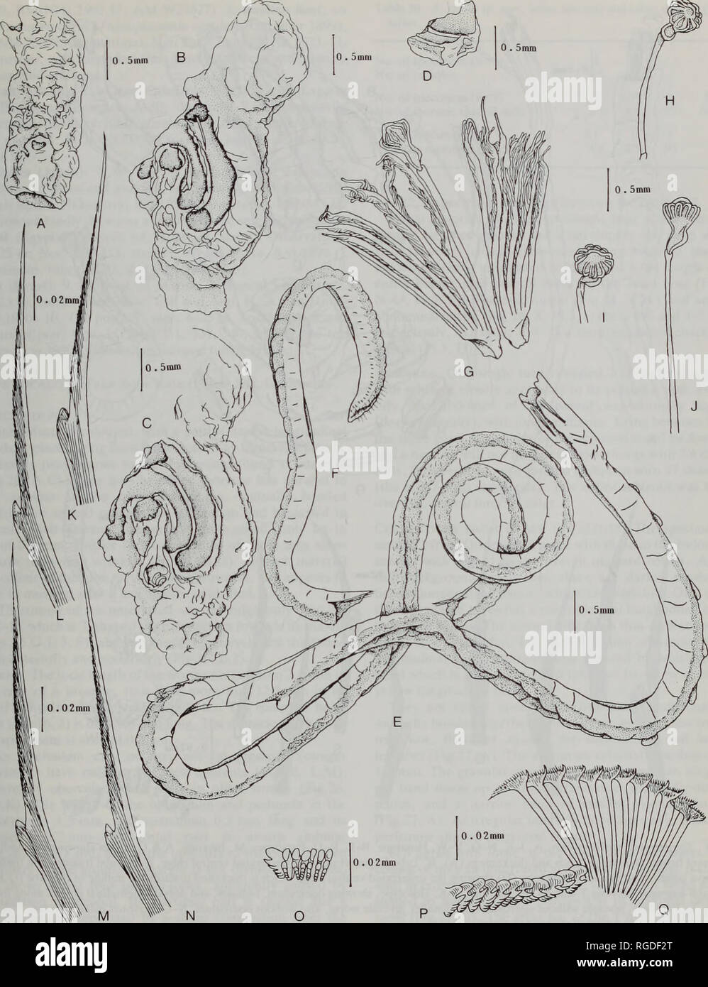 . Bulletin of the Natural History Museum Zoology. ON RECENT SPECIES OF ...