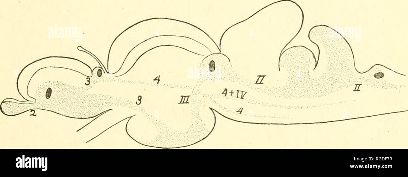 Substantia grisea hi-res stock photography and images - Alamy