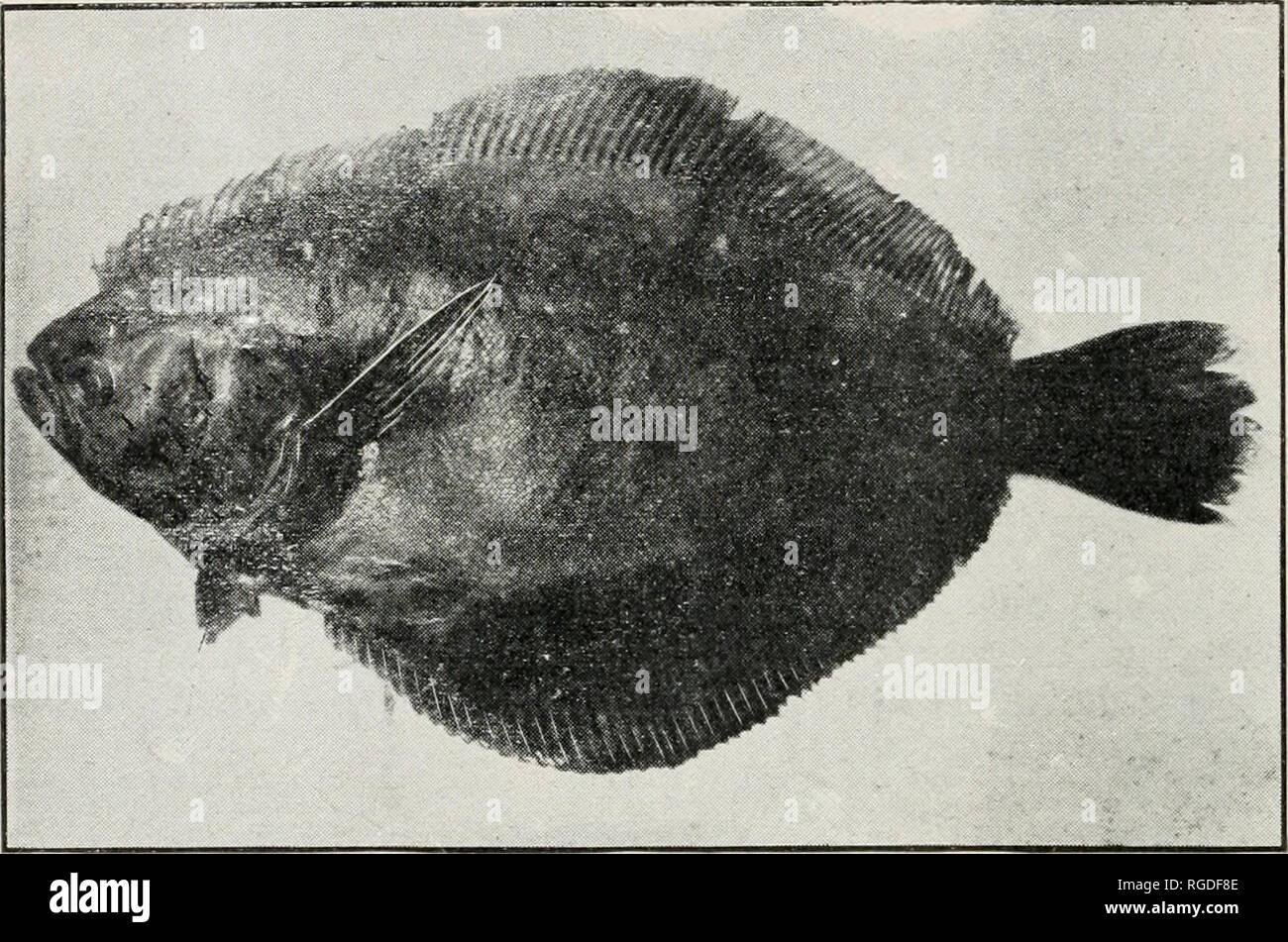 Fish lateral line pacific hi-res stock photography and images - Alamy