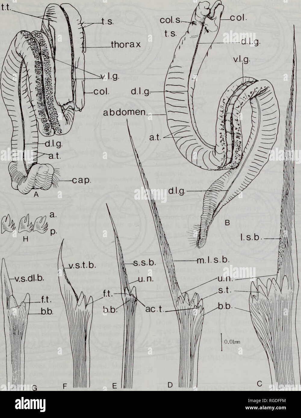 . Bulletin of the Natural History Museum Zoology. ON RECENT SPECIES OF ...