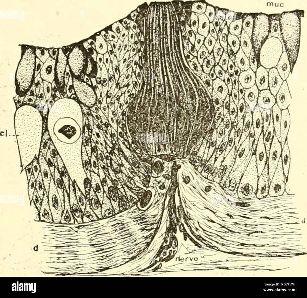 Horned pout hi-res stock photography and images - Alamy