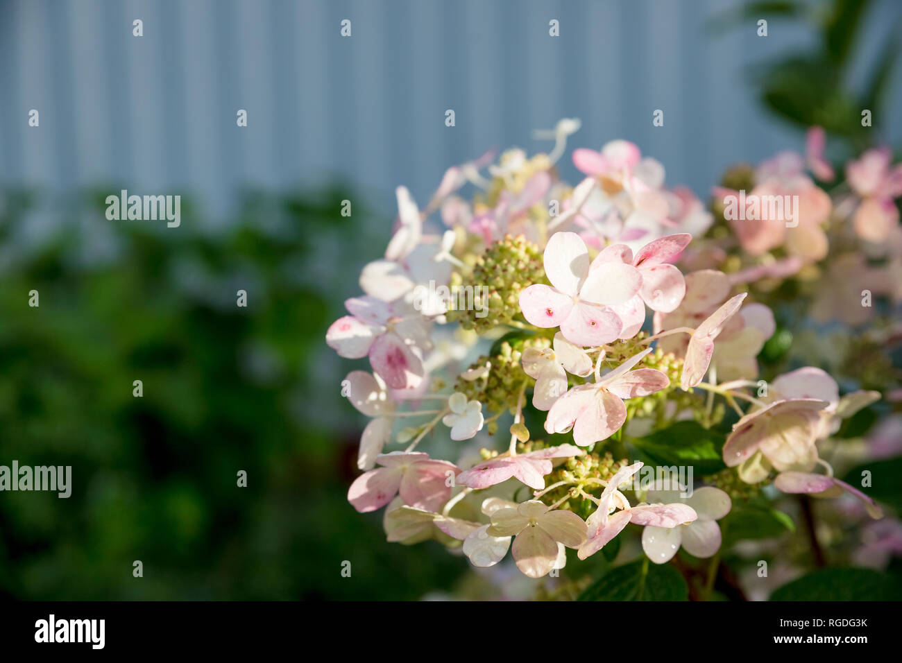 Pink sunset hydrangea hi-res stock photography and images - Alamy