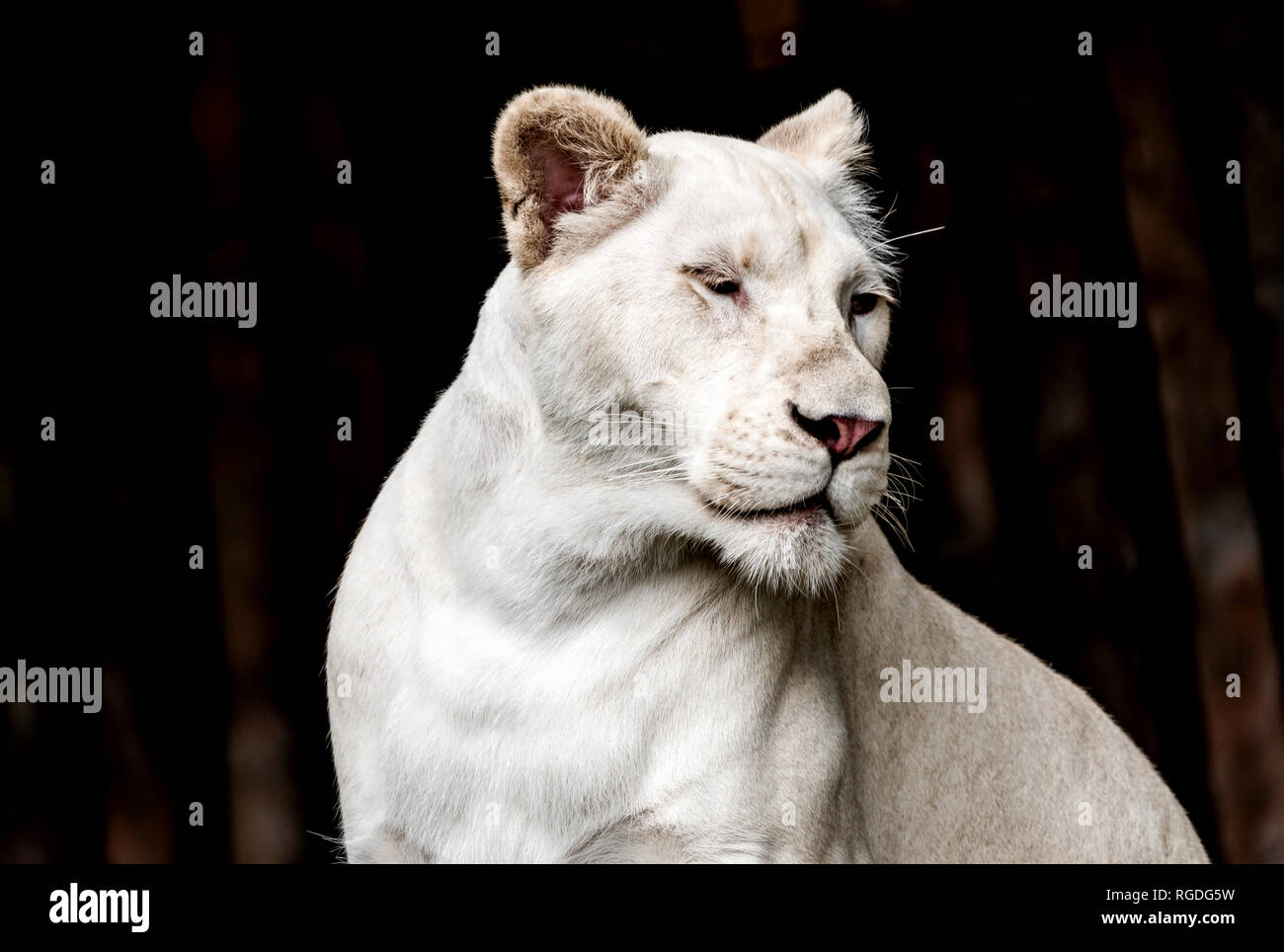 Portrait of a female lion on black background Stock Photo - Alamy