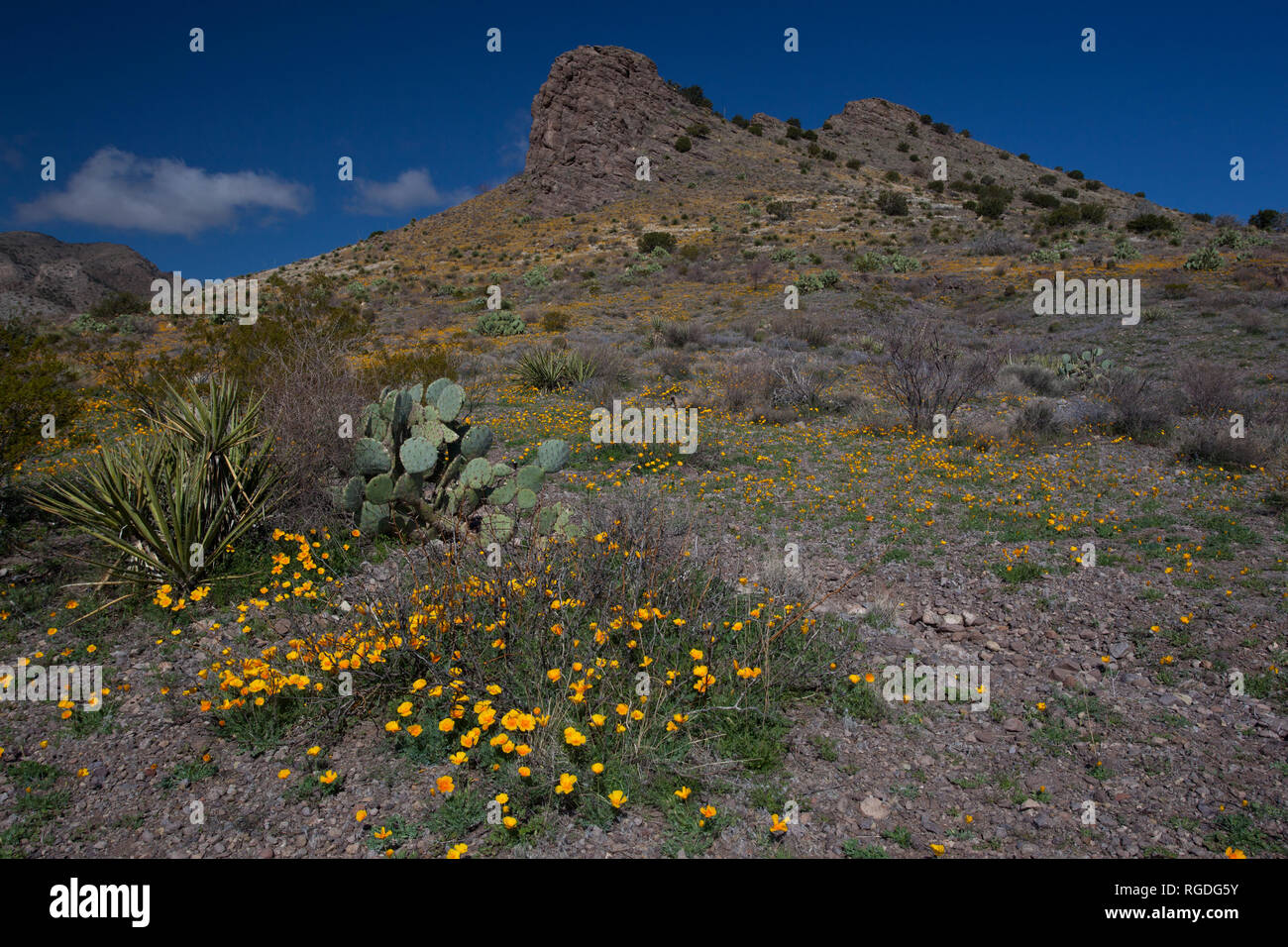 Florida Mountains, Luna County, New Mexico, USA Stock Photo - Alamy