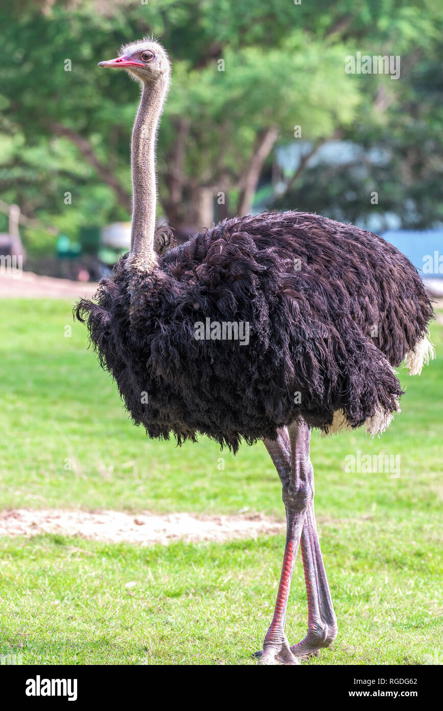 The African ostrich or red-necked ostrich (Struthio camelus camelus ...
