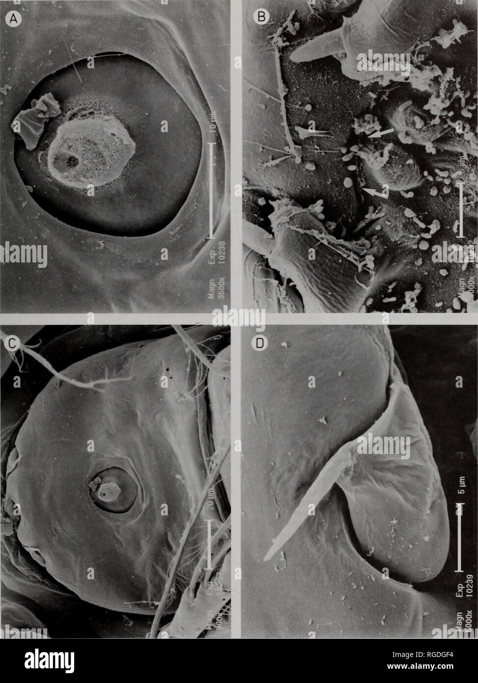 Insect anatomy photographs hi-res stock photography and images - Alamy