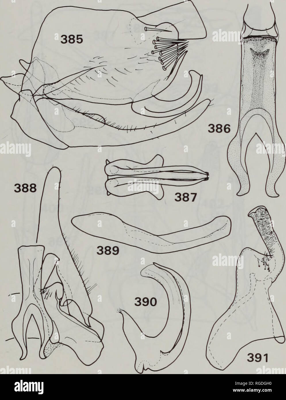 . Bulletin of the Natural History Museum Entomology. CLASSIFICATION OF ...