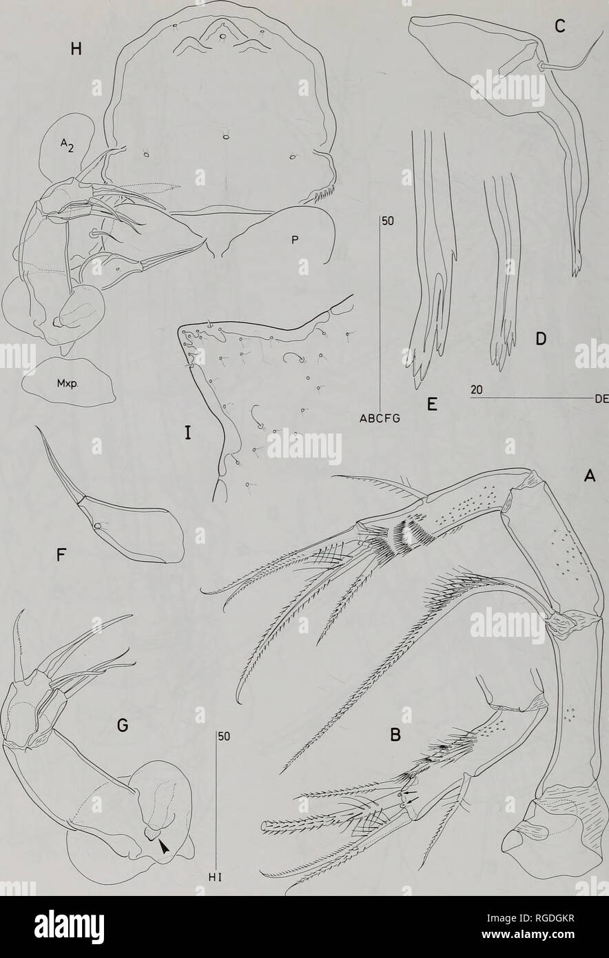 . Bulletin of the Natural History Museum Zoology. 32 R. HUYS AND S ...