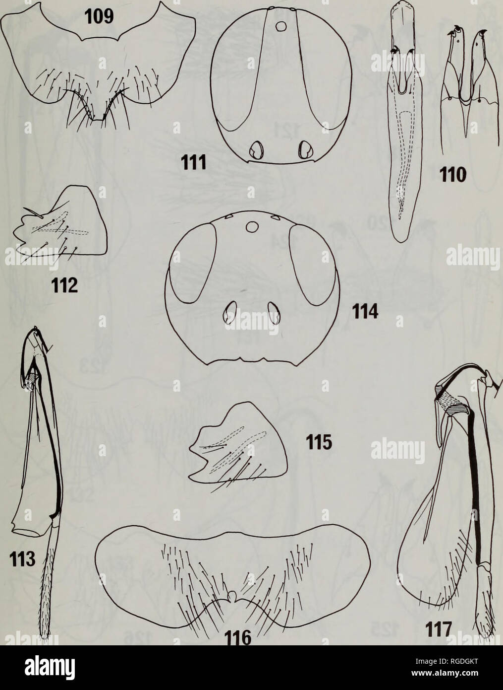 Psylloidea hi-res stock photography and images - Alamy