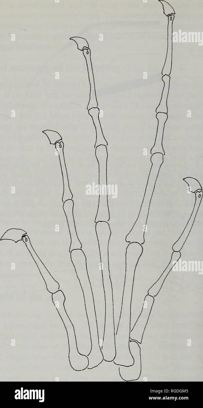 Longest digit hi-res stock photography and images - Alamy