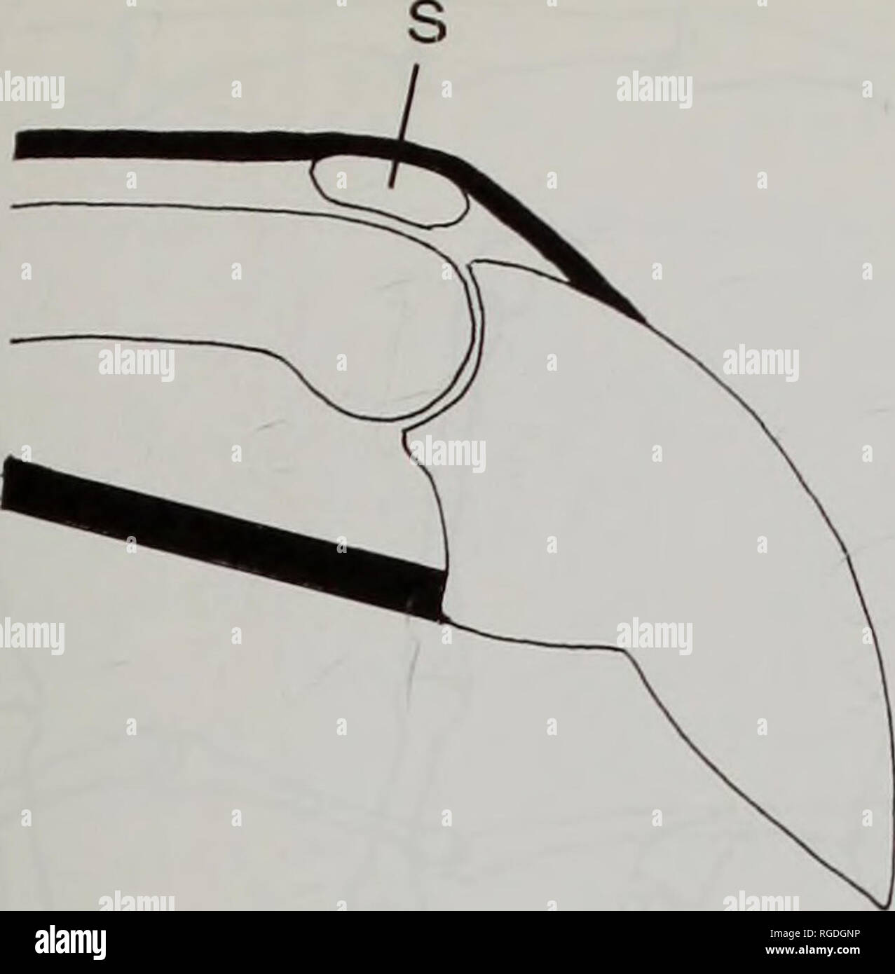 . Bulletin of the Natural History Museum Zoology. NICHE, MORPHOLOGY AND ...