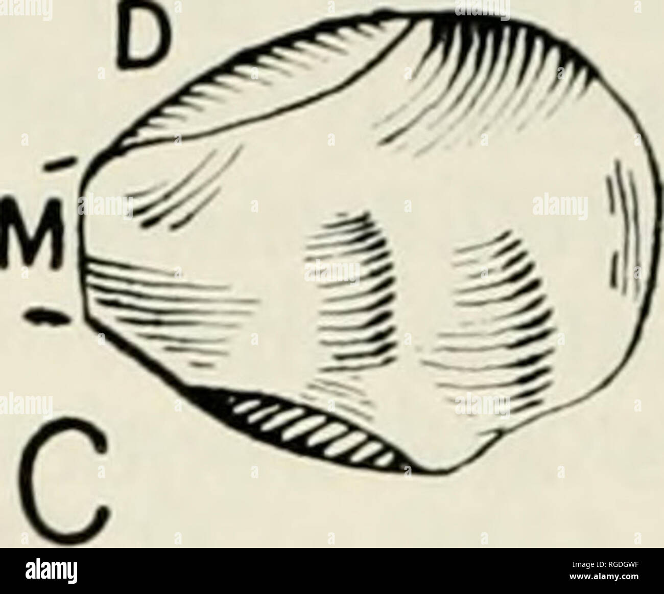 Manubrium of malleus hi-res stock photography and images - Alamy