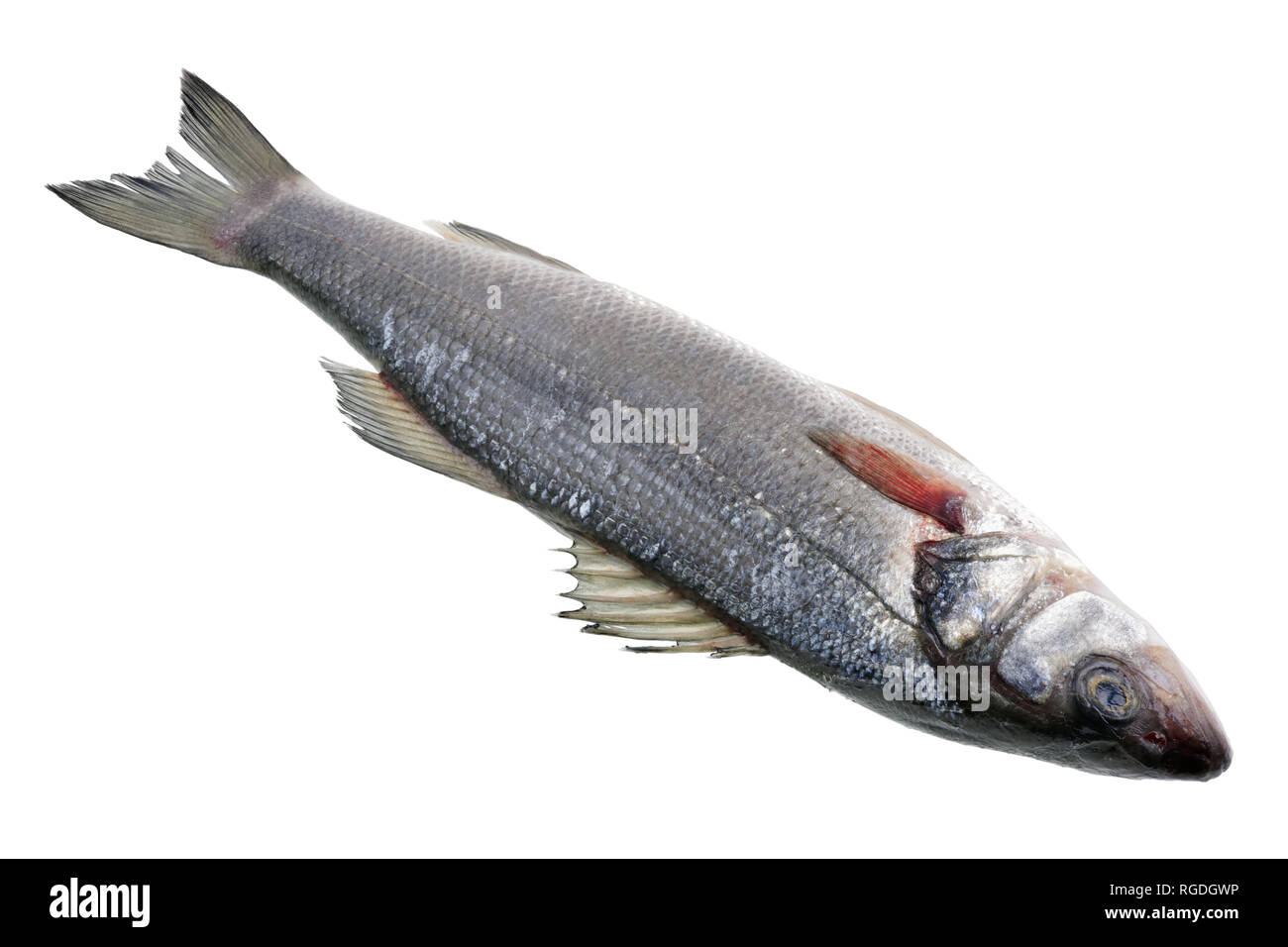Grouper tail hi-res stock photography and images - Alamy