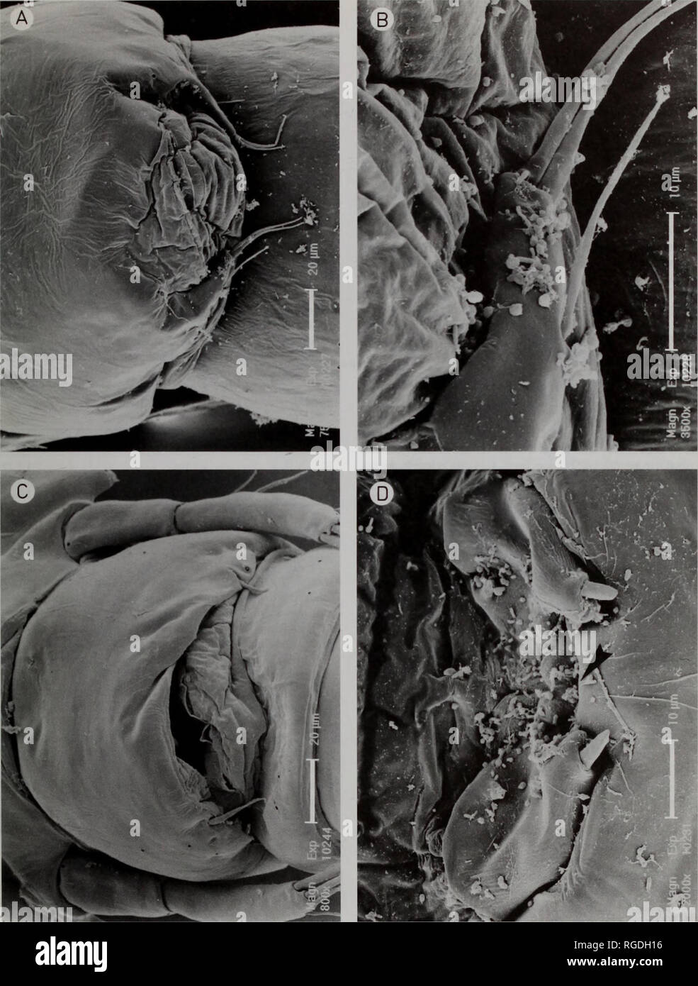 Insect anatomy photographs hi-res stock photography and images - Alamy