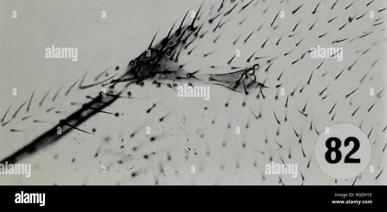 Encyrtidae hi-res stock photography and images - Alamy