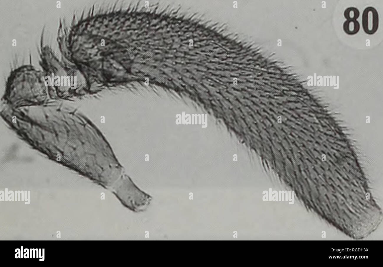 Encyrtidae hi-res stock photography and images - Alamy