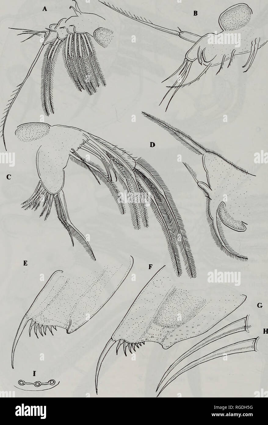 . Bulletin of the Natural History Museum Zoology. 48 M.J. ORLOVA ...
